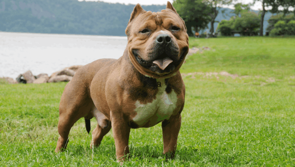 American Bully Dog Breed Information - Book of Dog
