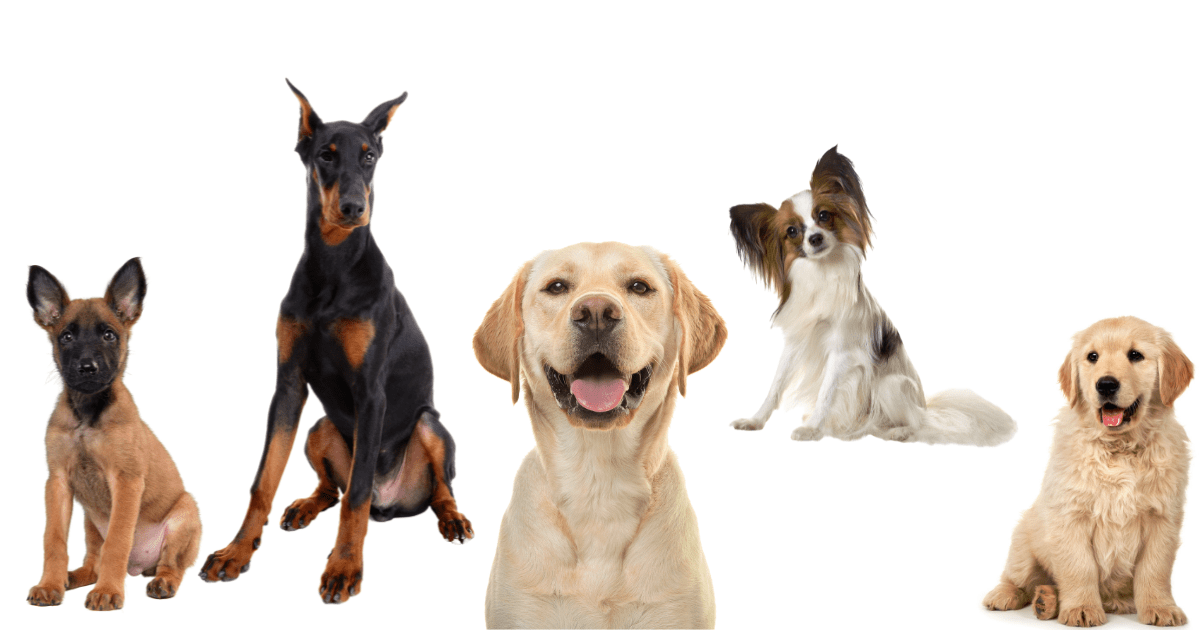 10 Different Types of Working Dogs and the Jobs They Do - Book of Dog