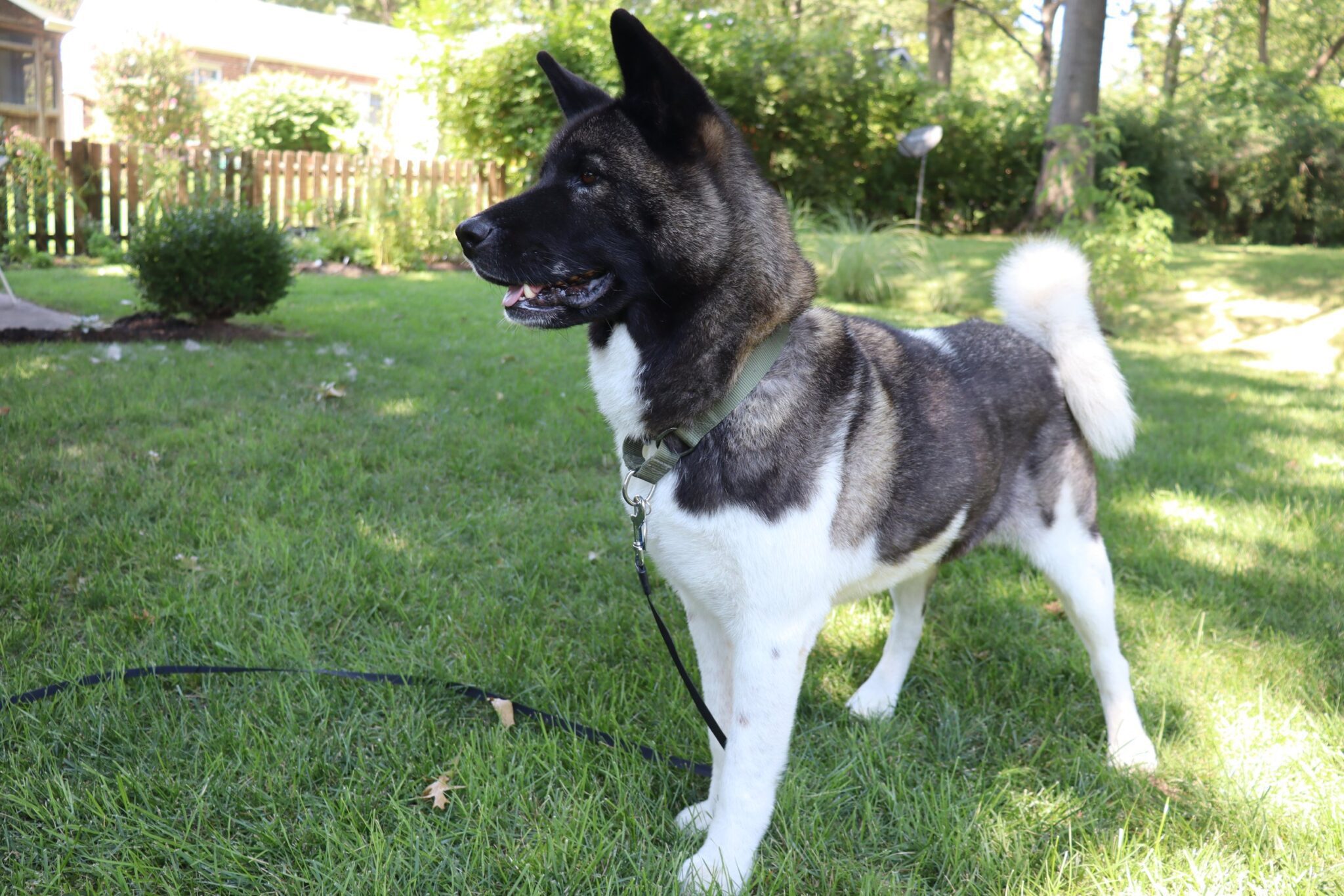 Top 10 Best Guard Dog Breeds - Book of Dog