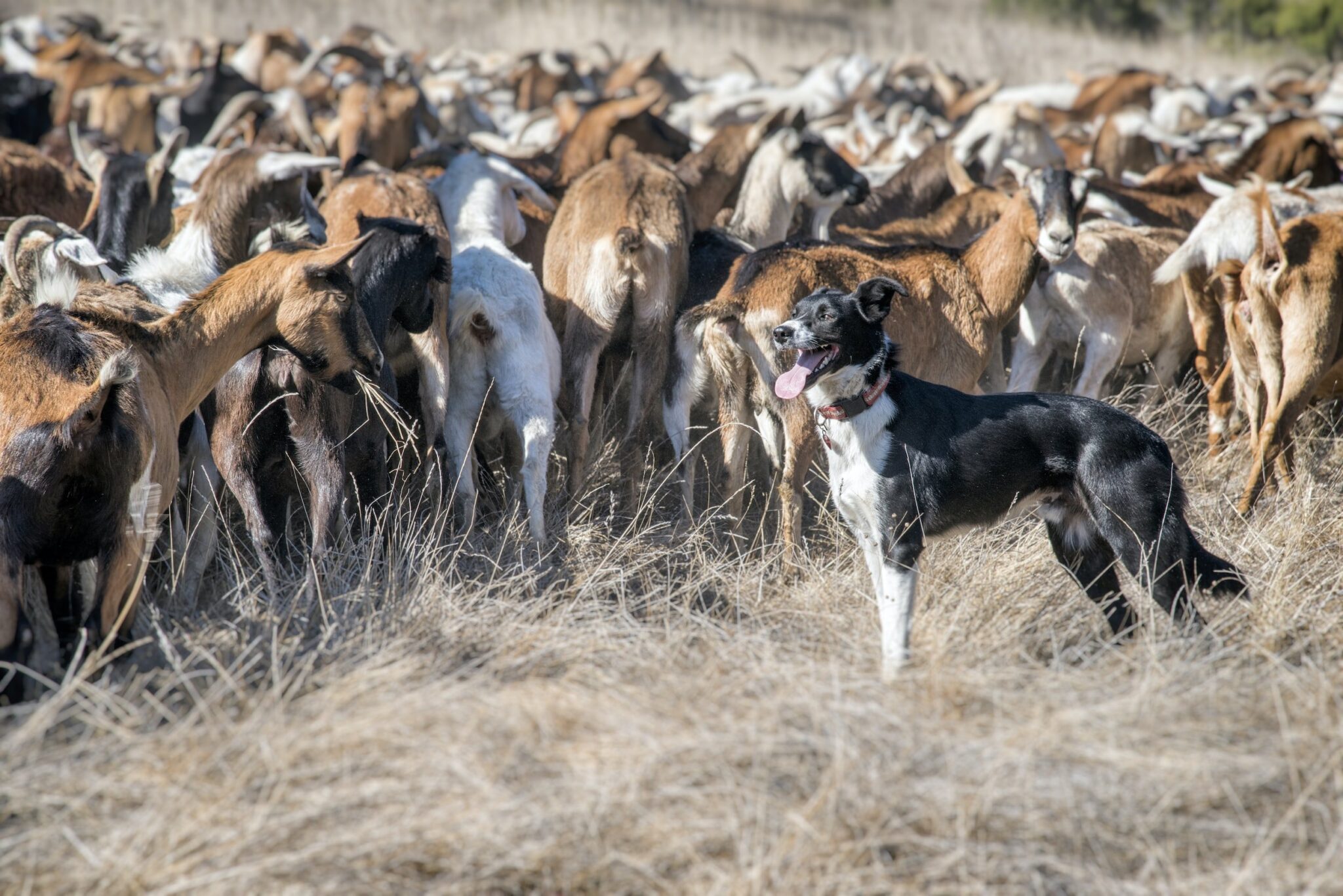 10 Different Types of Working Dogs and the Jobs They Do - Book of Dog