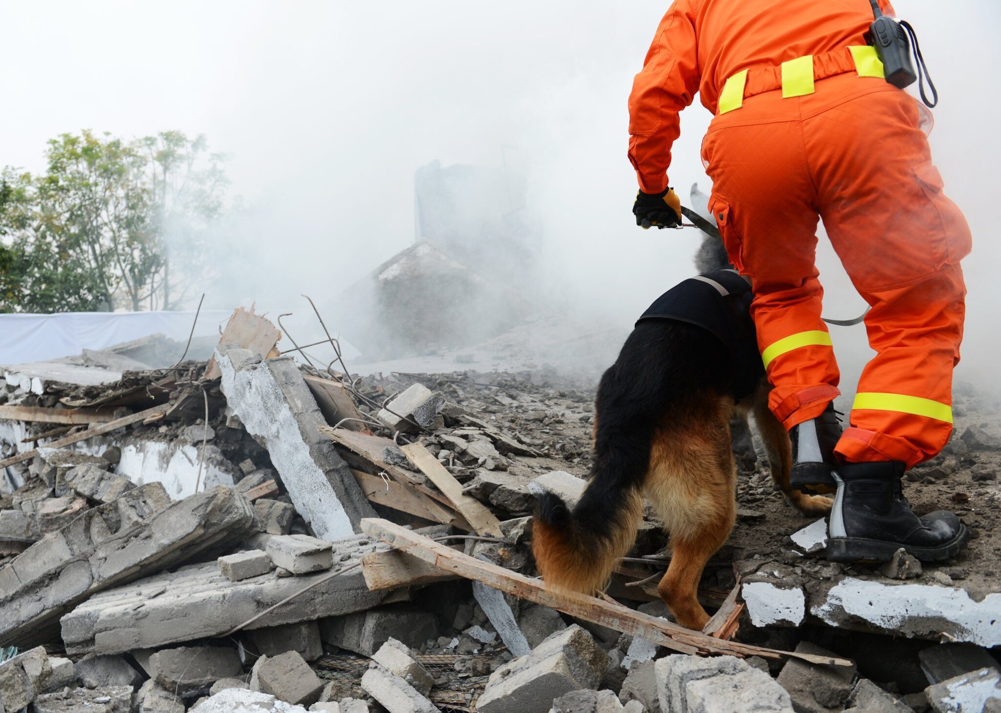 10 Different Types of Working Dogs and the Jobs They Do - Book of Dog