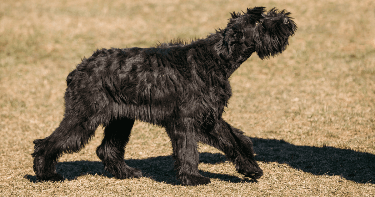 15 Big Dogs That Don’t Shed - Breeds with Minimal Shedding - Book of Dog