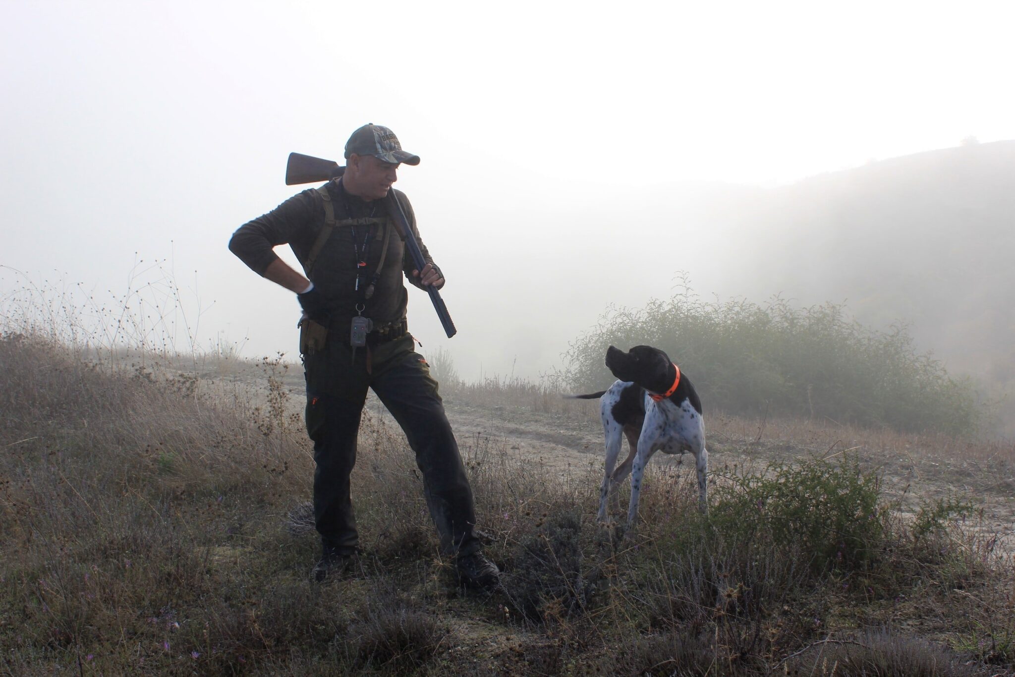 10 Different Types of Working Dogs and the Jobs They Do - Book of Dog
