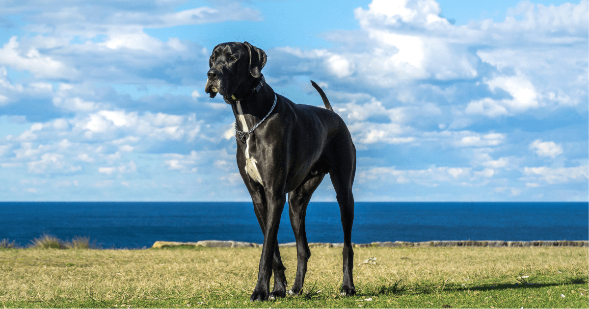 20 Best Dog Breeds for City Living - Book of Dog