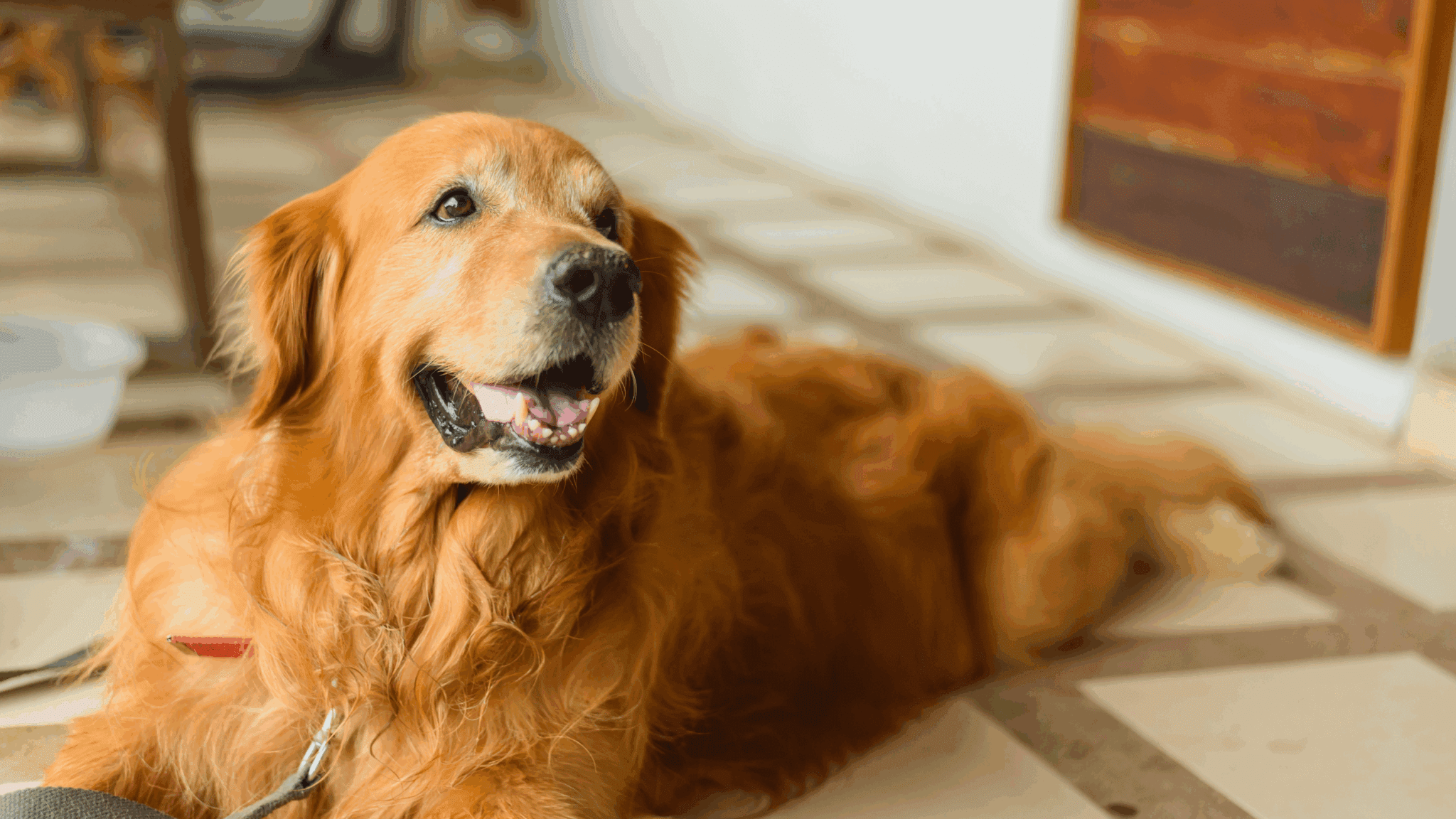 15 Top Calm Dog Breeds Medium Sized Dogs - Book of Dog