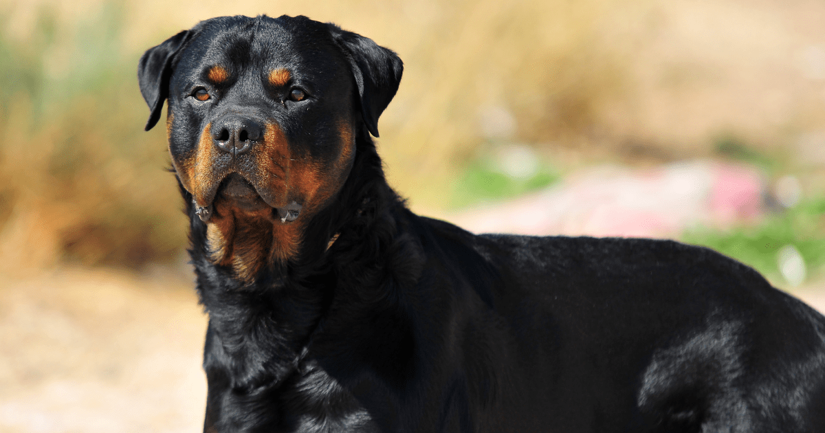 10 Best Guard Dogs for Women - Book of Dog