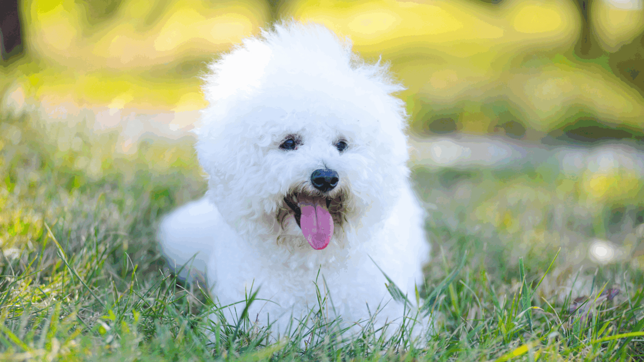 15 Top Calm Dog Breeds Medium Sized Dogs - Book of Dog