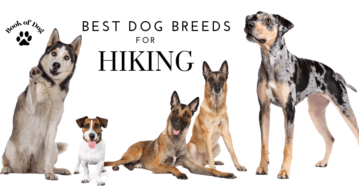 25 Best Dog Breeds for Hiking: Top Picks for Trail Partners - Book of Dog
