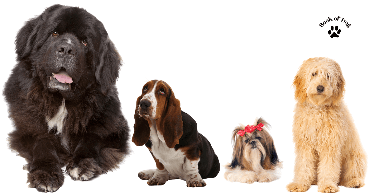 16 Best Dogs for First Time Owners - Book of Dog