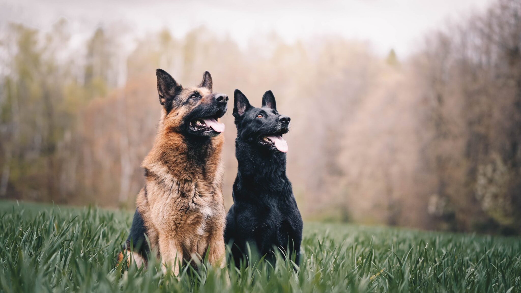 Top 10 Best Guard Dog Breeds - Book of Dog