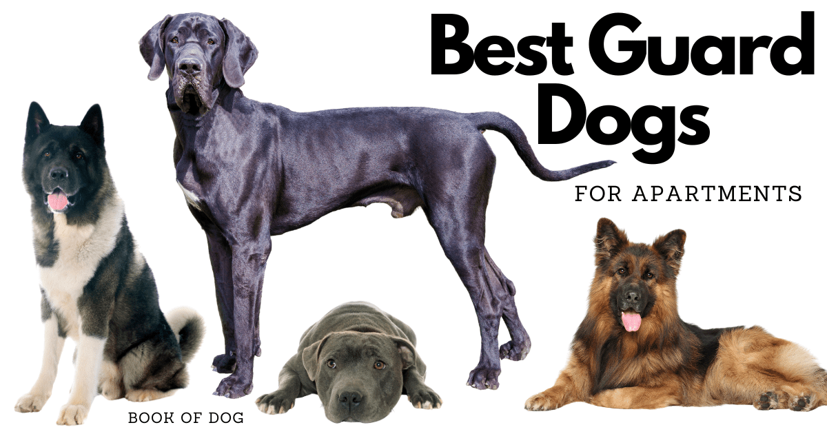 10 Best Guard Dogs for Apartments - Book of Dog