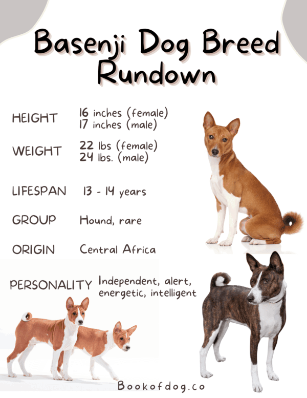 Basenji Profile: The Barkless Dog with a Unique Personality - Book of Dog