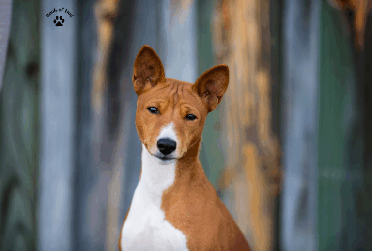 Basenji Profile: The Barkless Dog with a Unique Personality - Book of Dog