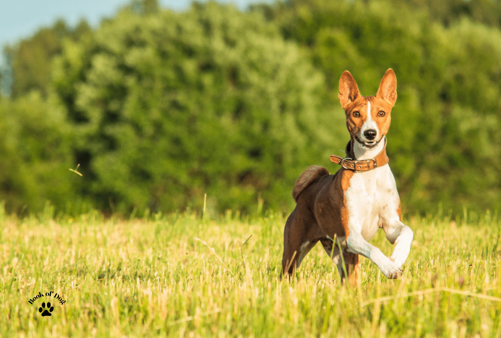 Basenji Profile: The Barkless Dog with a Unique Personality - Book of Dog
