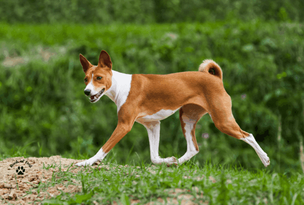 Basenji Profile: The Barkless Dog with a Unique Personality - Book of Dog
