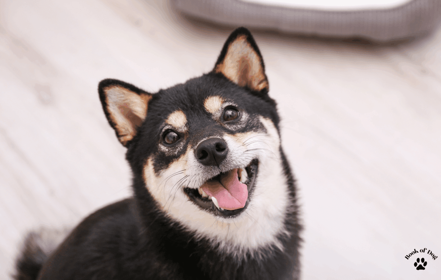 Shiba Inu Breed Profile: Japan’s Charming Fox-Like Dog - Book of Dog