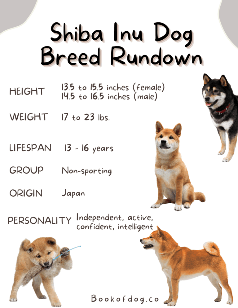 Shiba Inu Breed Profile: Japan’s Charming Fox-Like Dog - Book of Dog