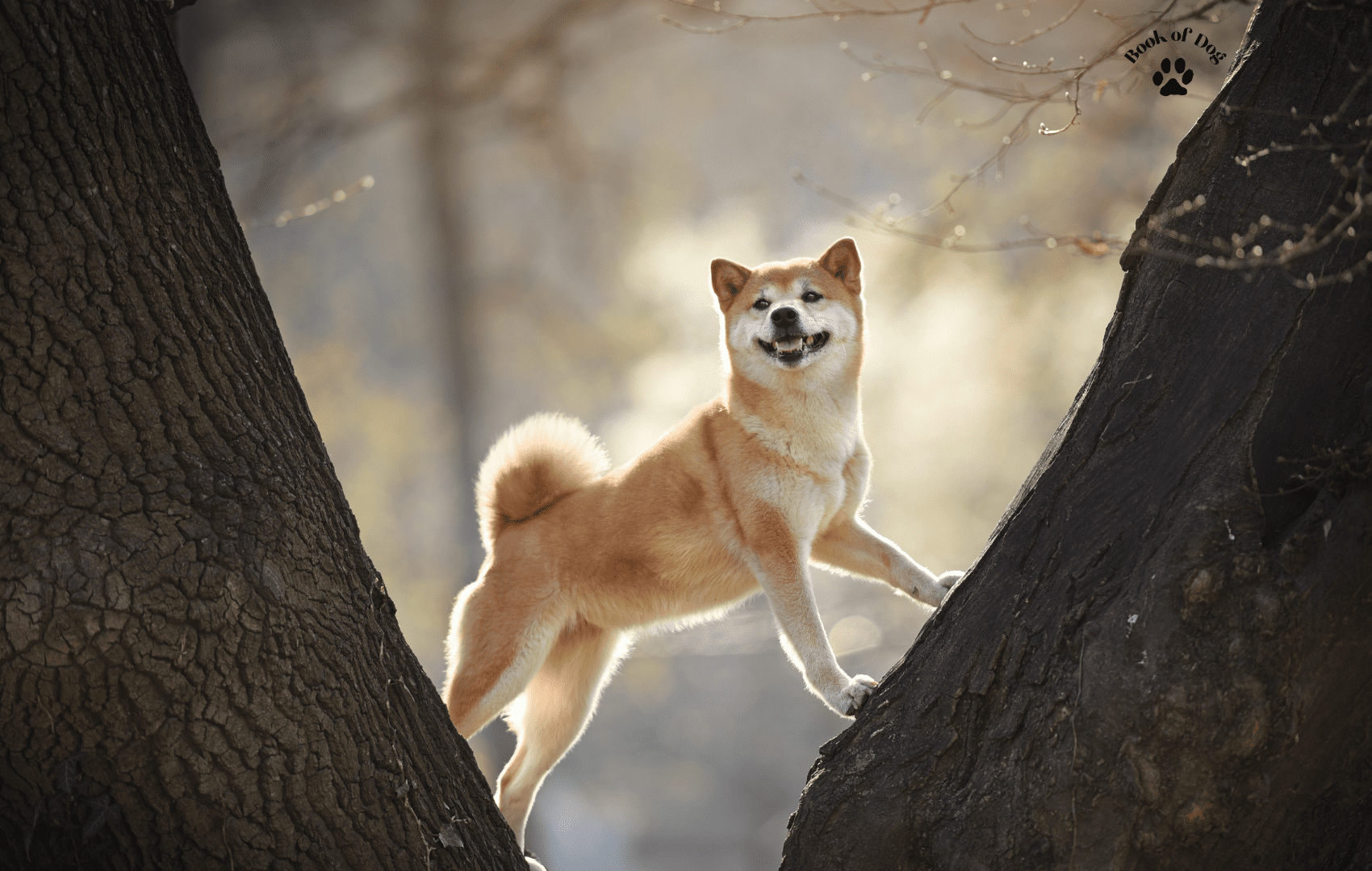 Shiba Inu Breed Profile: Japan’s Charming Fox-Like Dog - Book of Dog