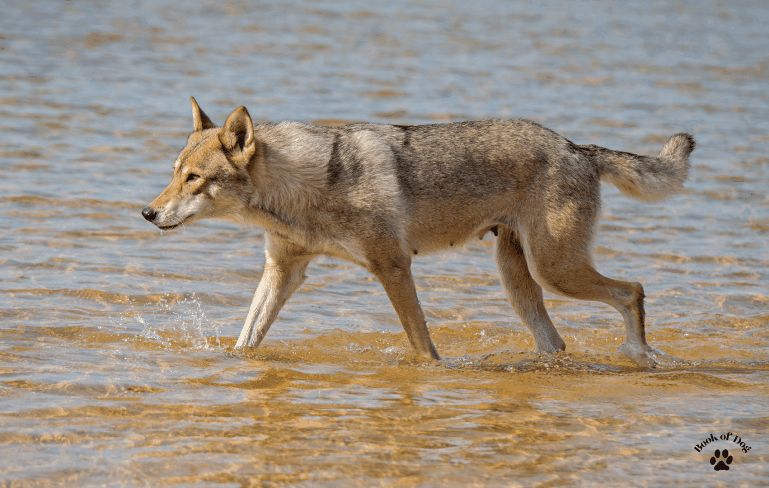 Tamaskan Dog: The Ultimate Guide to This Rare Wolf-Lookalike - Book of Dog